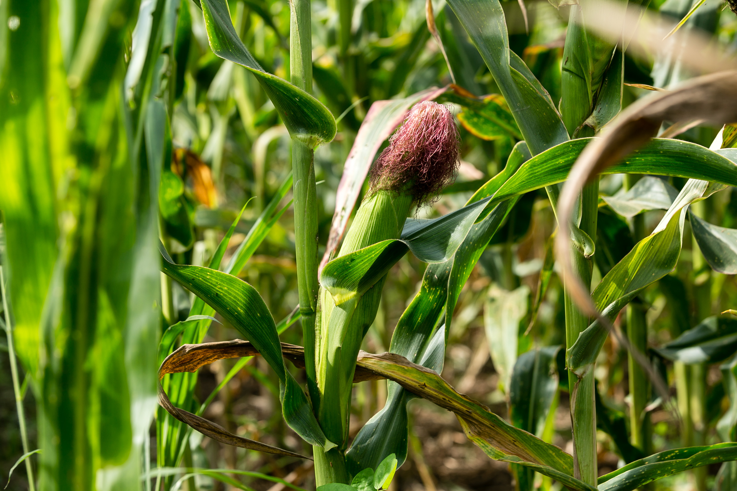 Home - The Center for Livelihood, Income, Food Security and Environment ...