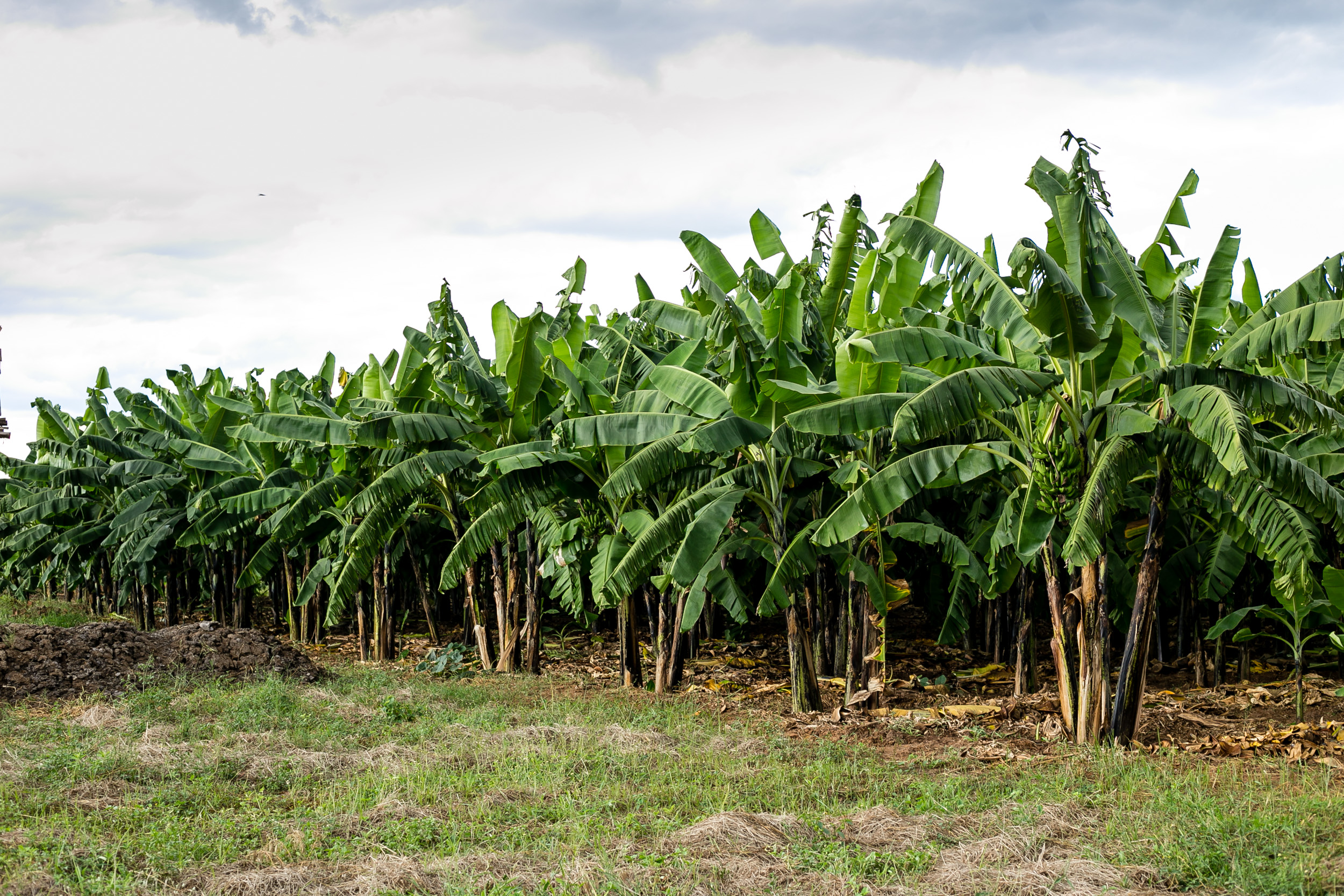 Home - The Center for Livelihood, Income, Food Security and Environment ...